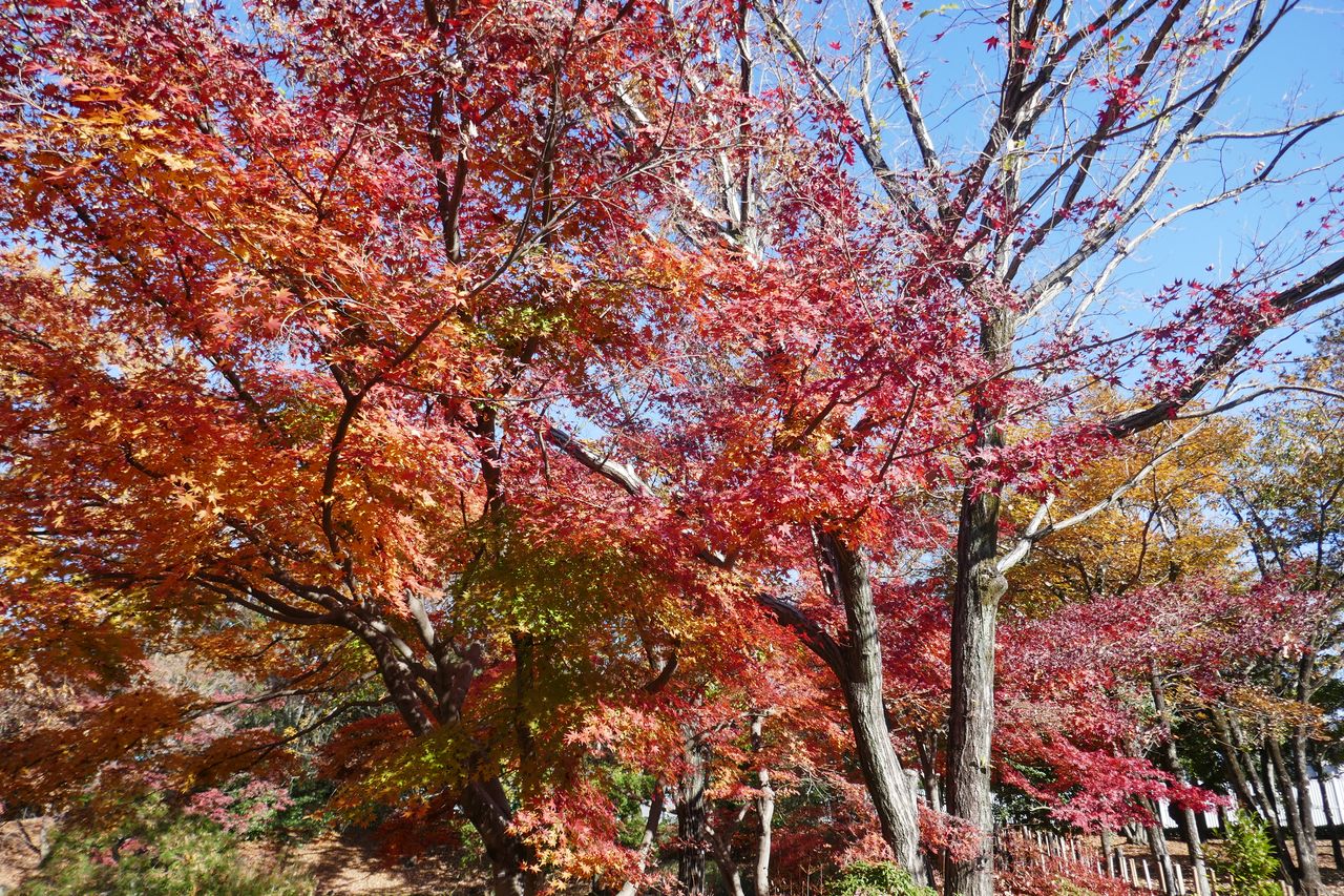 競馬場線開業70周年、府中の森、調布飛行場 2025/11/28